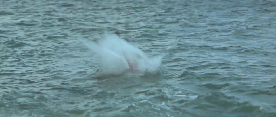 The EPIC final scuba battle - Part 1 - Frogwoman Org