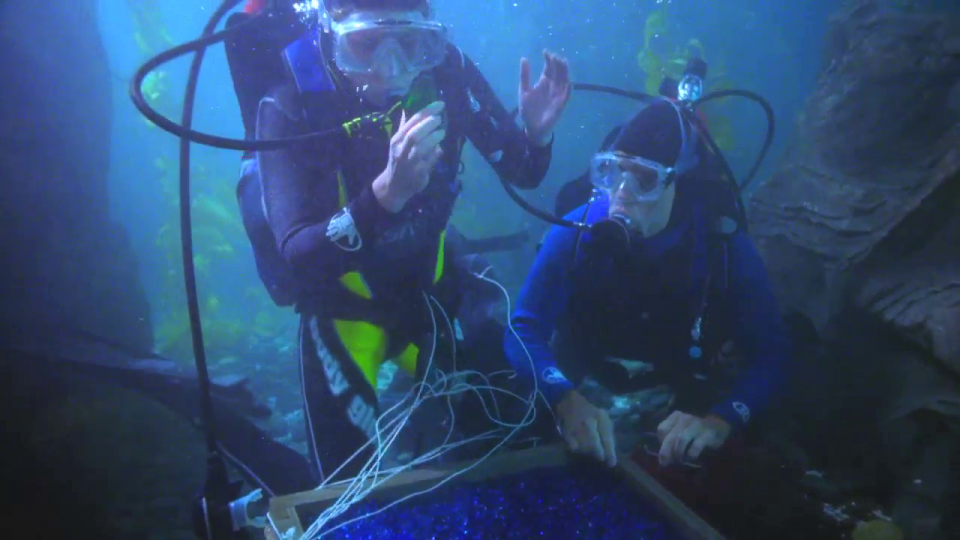 Frogwoman Org - Page 19 of 43 - Female scuba divers in action ...