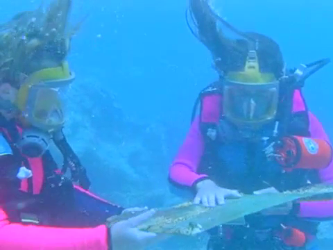Frogwoman Org - Page 9 of 41 - Female scuba divers in action, including ...
