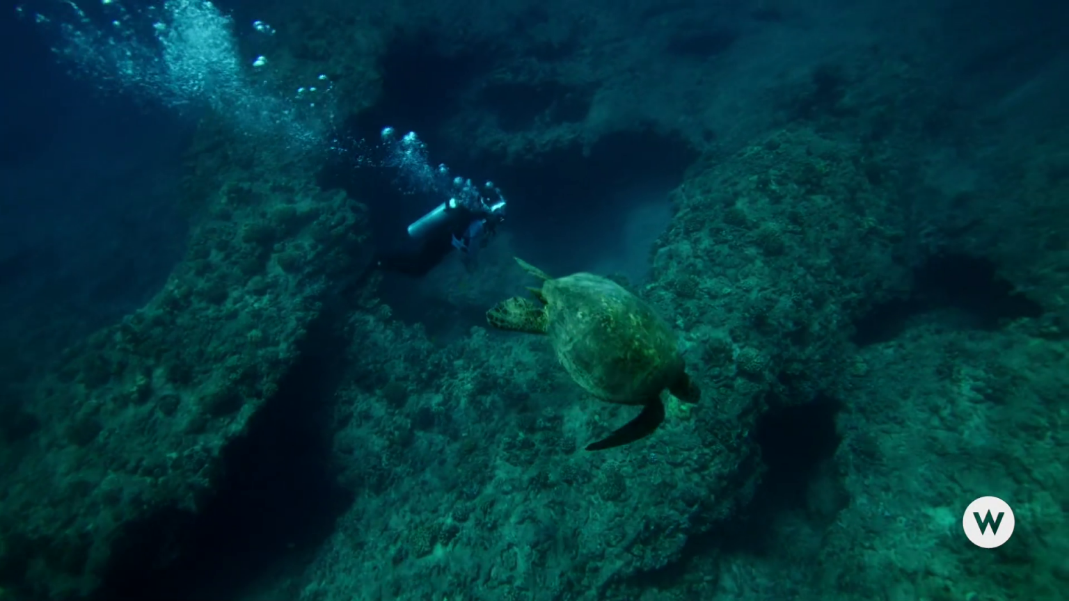 A Female Diver A Male Diver And A Ring Frogwoman Org
