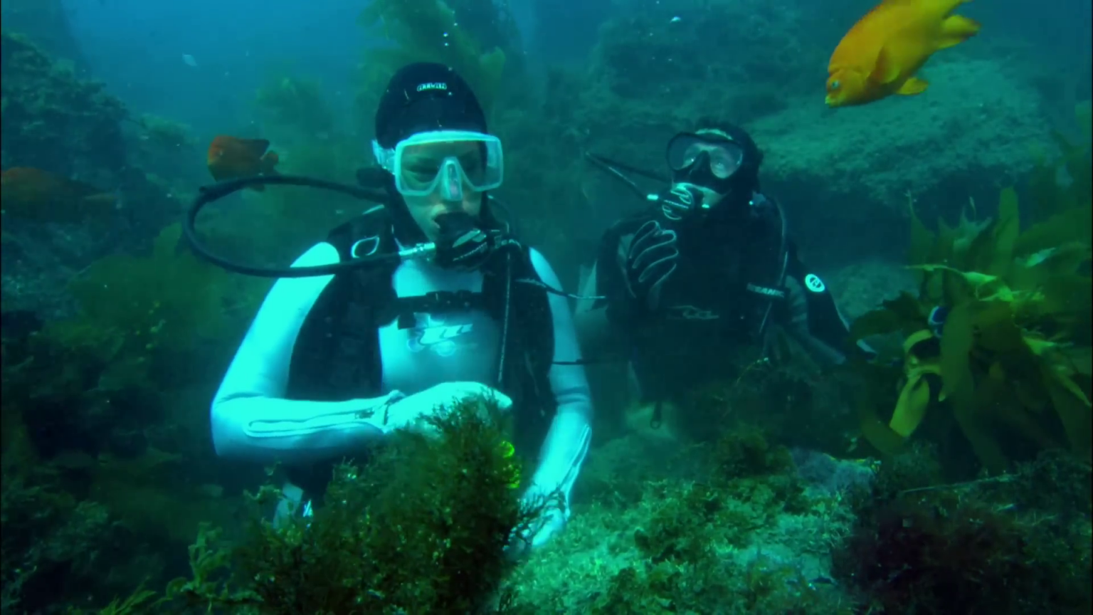 Frogwoman Org - Page 2 of 74 - Female scuba divers in action, including ...